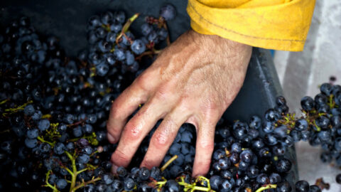 What Does Maceration Mean in Wine?